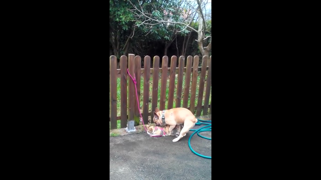 Perro montándose a una gata - YouTube