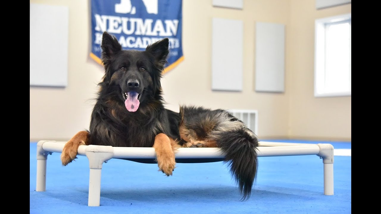 Chief (German Shepherd) Boot Camp Dog Training Video Demonstration ...