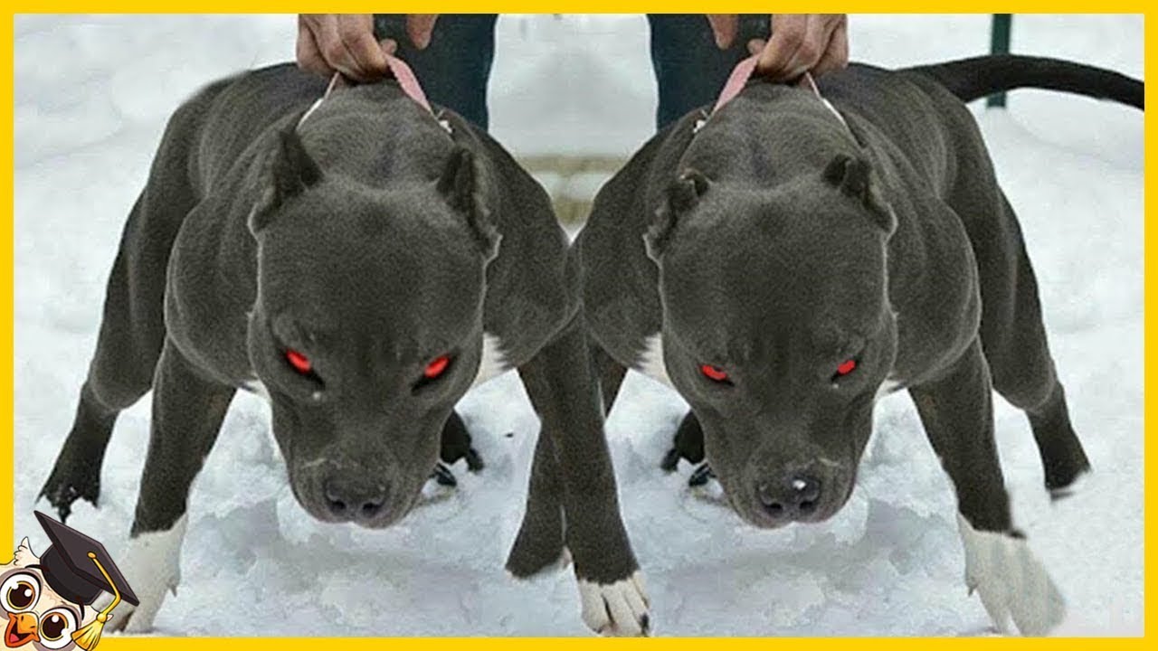 20 Cães Proibidos Por Serem Muito Perigosos - YouTube