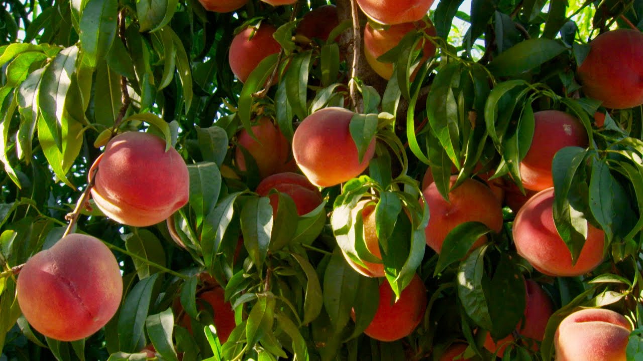 Fresno Summer Peaches - America's Heartland - YouTube