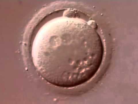 Ciencia Divertida La Fecundación - Implante del Cigoto.mpg - YouTube