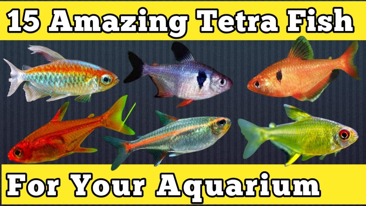 Top 15 Amazing Tetra Fish for Your Aquarium || Different Types of Tetra ...