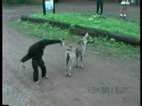 Cute Monkey pulls dogs tail! - YouTube