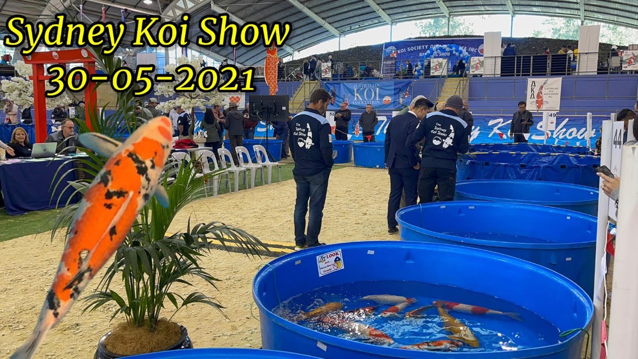 Sydney Koi Show 30-05-2021 - YouTube