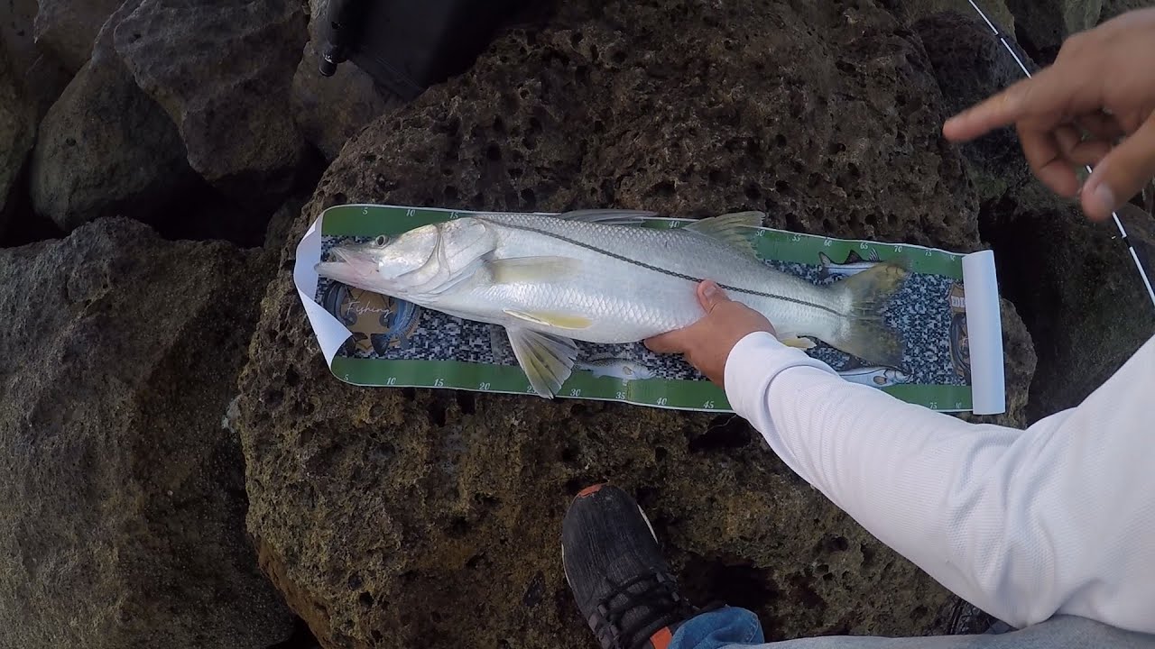 Pesca de Robalo grande en un día sin pique - YouTube