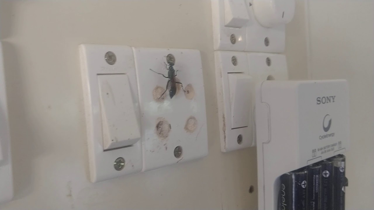 Insect living inside our power outlets and speakers - YouTube