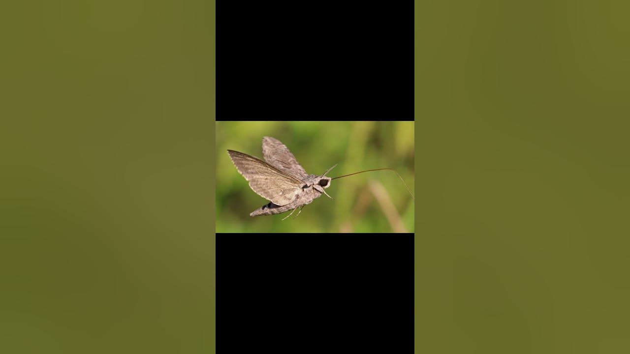 Where Did The Term computer Bug Come From sciencehistory YouTube where-did-the-term-computer-bug-come-from-sciencehistory-youtube