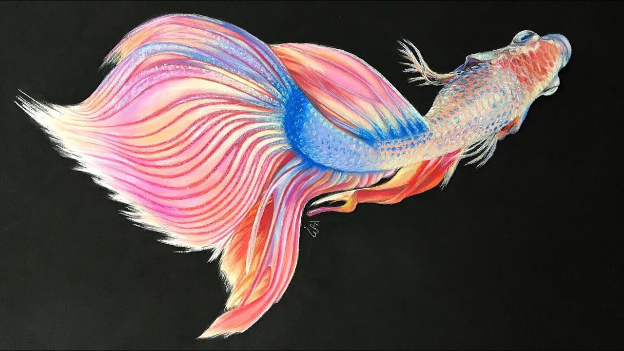 Timelapse | Betta Fish Soft Pastel Art - YouTube