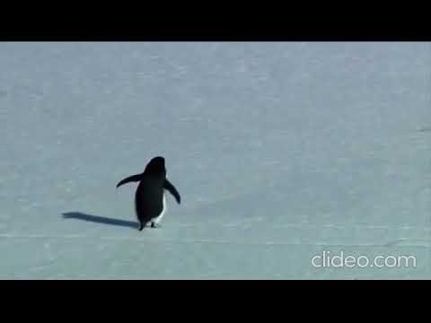 Penguin guts theme (full version) - YouTube