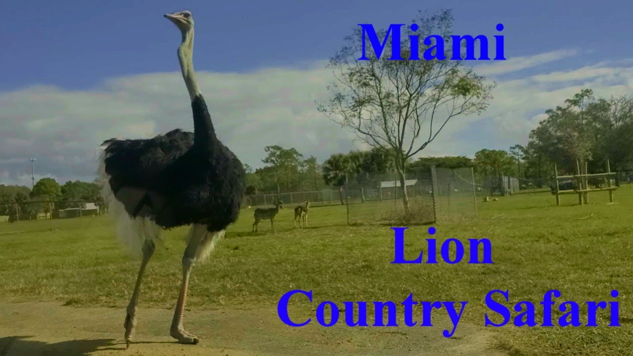 Safari Tour at Lion Country Safari Miami - YouTube
