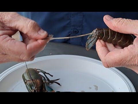 Yabby Whisperer Cleaning your red claw - YouTube