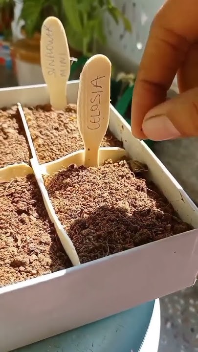 seeds snowing process from vinz seeds #vinzseeds #garden #gardening #garten #growyourownfood ...