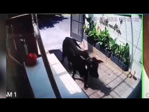 Sapi masuk restoran wkwk - YouTube