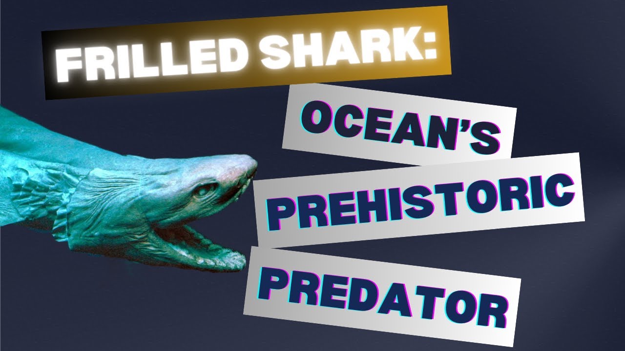 Frilled Shark - Ocean's Prehistoric Predator - YouTube