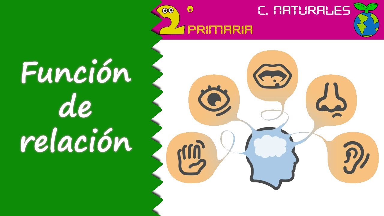 Ciencias De La Naturaleza 2º Primaria Tema 1 Función De Relación Youtube