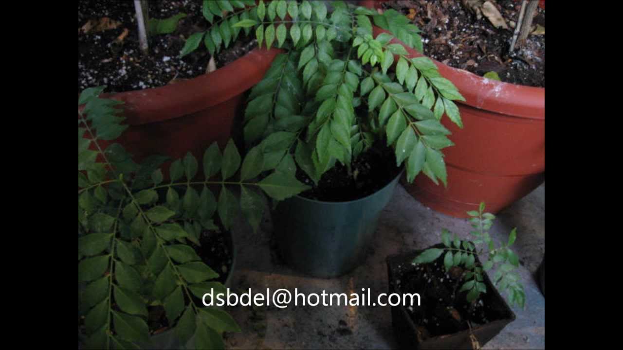 Curry Seeds For Sale , Curry Leaf Tree Seedlings ; Murraya Koenigii ...