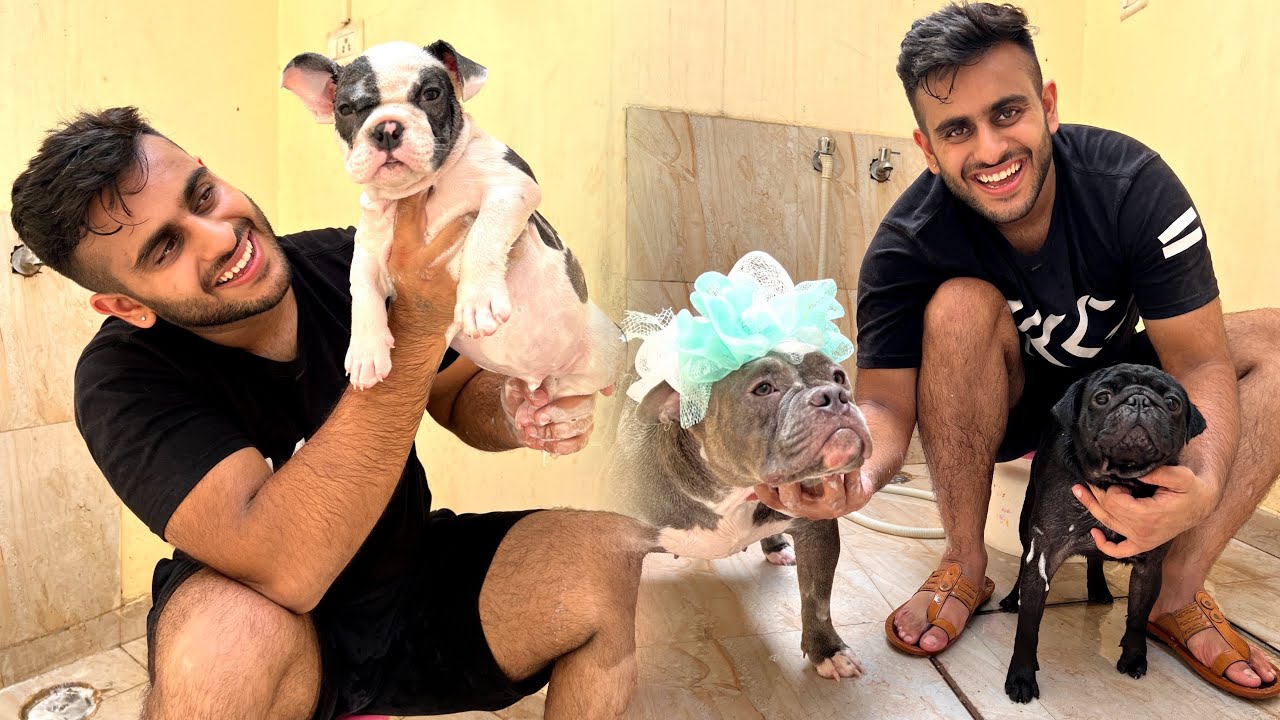 My Pug met my American Bully For the First time😍 | My Dogs Bath Day😱 ...