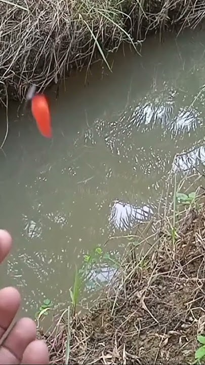 mancing ikan wader di selokan | mikro fishing - YouTube