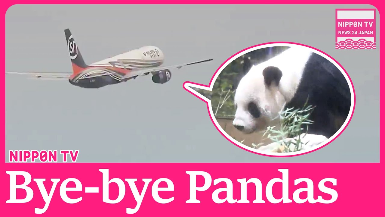Fans bid farewell to giant panda pair - YouTube