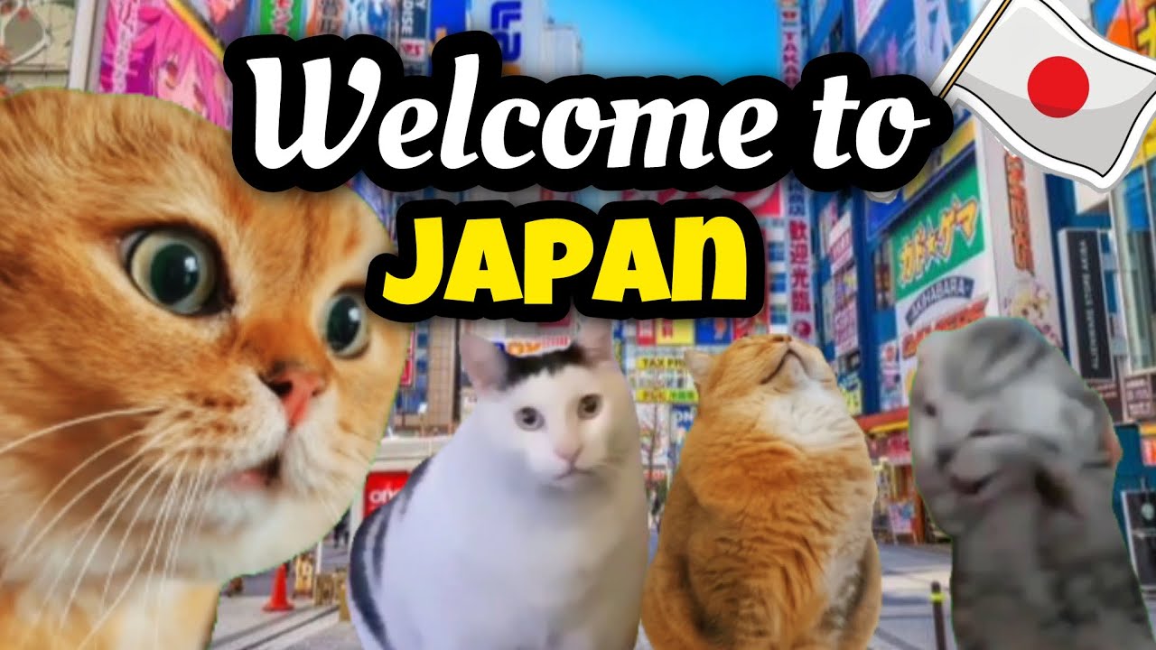 Hilarious Cat Memes: Welcome to Japan Part 2! - YouTube
