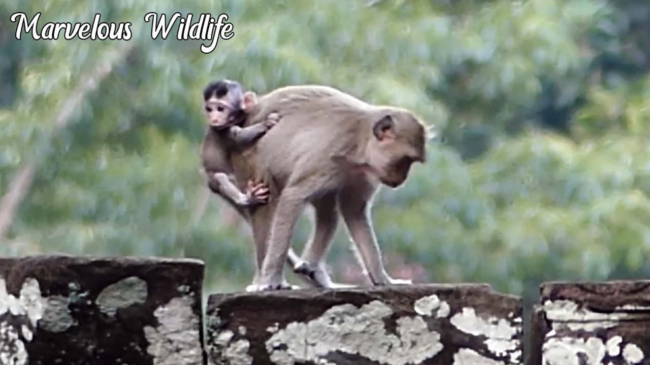 Cute baby Jonna so smart clinging Button, Jane & Jazzy monkey - YouTube