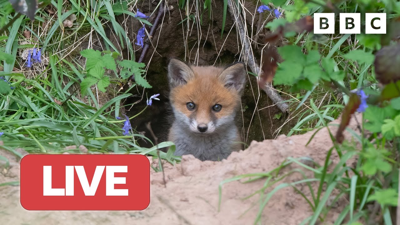 🔴 LIVE wildlife cameras 🐣 30 May 🌺 BBC Springwatch 2023 - YouTube