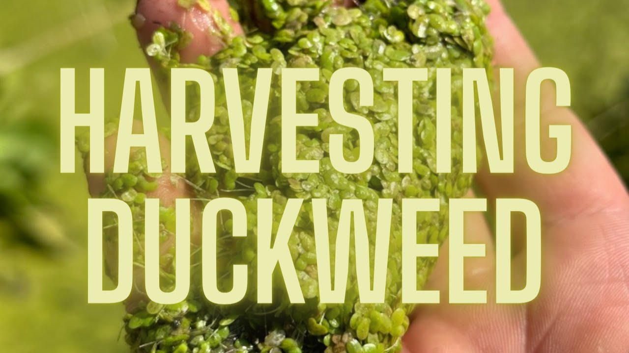 Duckweed Harvest Continues on the Farm! - YouTube