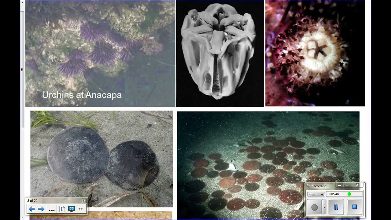 Echinoderms Characteristics