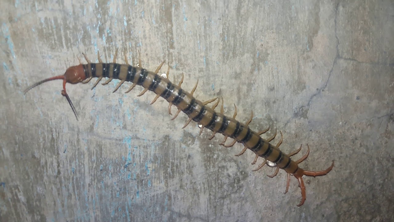 Jumping Centipede - YouTube