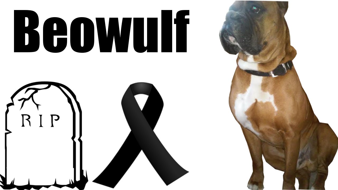 Tribute Video: To The Best Dog Ever Beowulf - YouTube