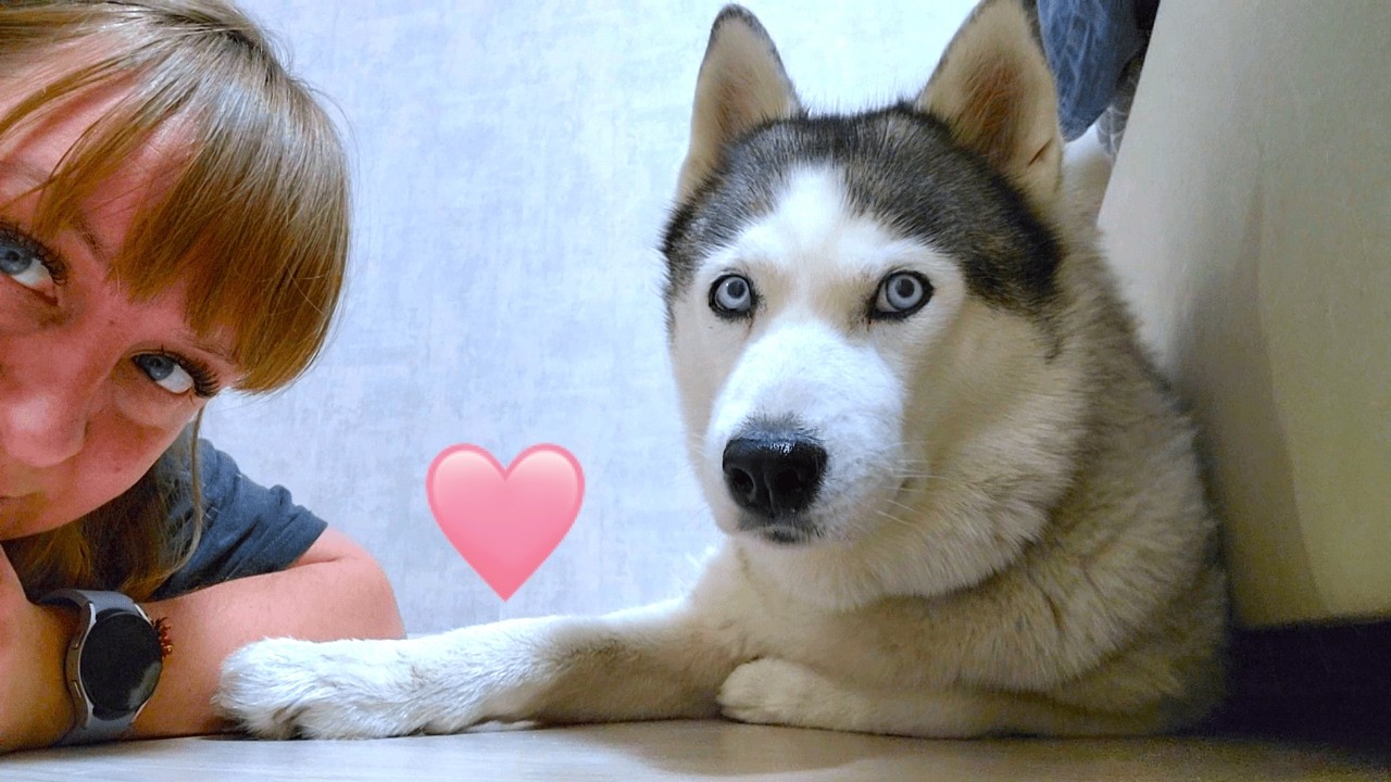 Being The Owner Of Your Dog Or "Kahu"? | Love Your Pets - YouTube