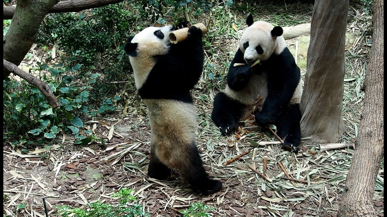 20221114 (pm) Giant Panda Le Le 叻叻 and Jia Jia 嘉嘉 @ River Wonders ...