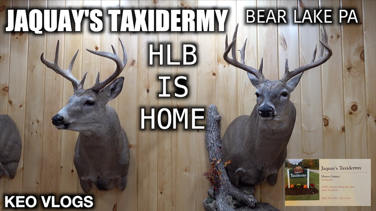 Picking Up HLB From Jaquay's Taxidermy in Bear Lake PA - YouTube
