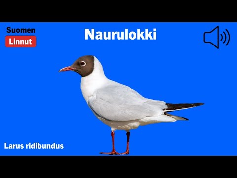 Naurulokki - Larus ridibundus - Black-headed Gull - skrattmås - LARRID