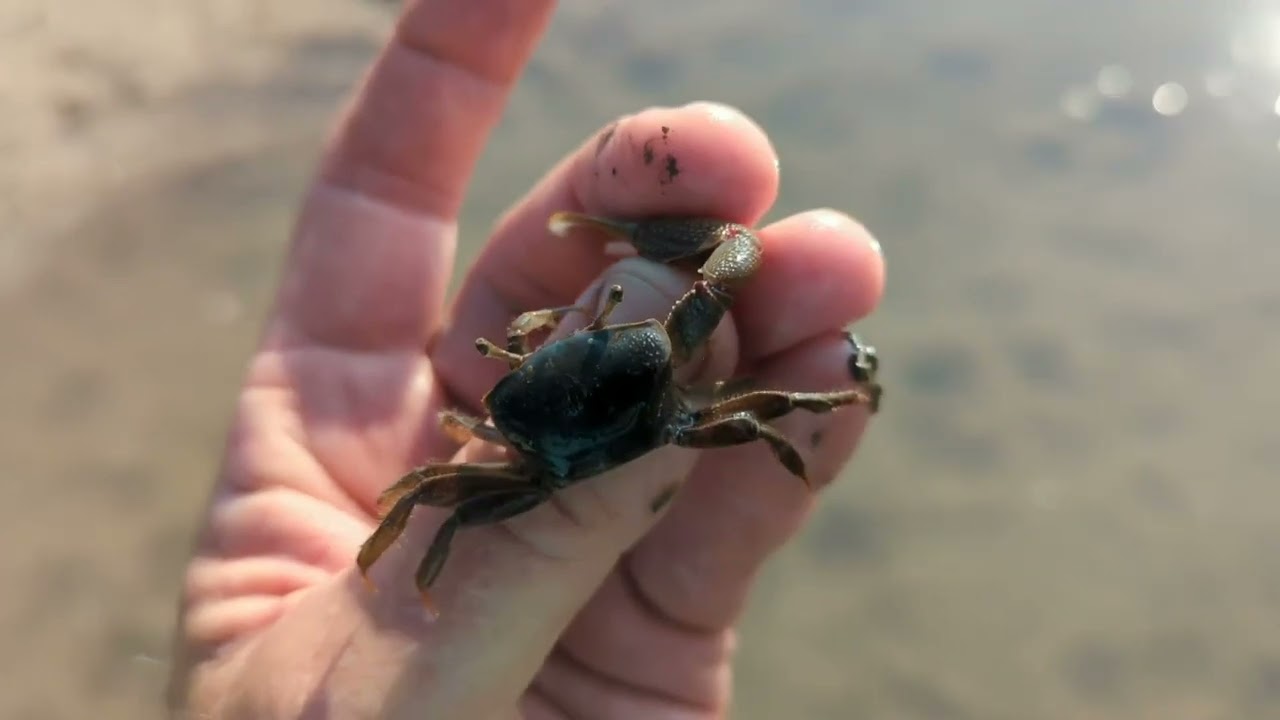 Finding red-jointed fiddler crabs after a storm - YouTube