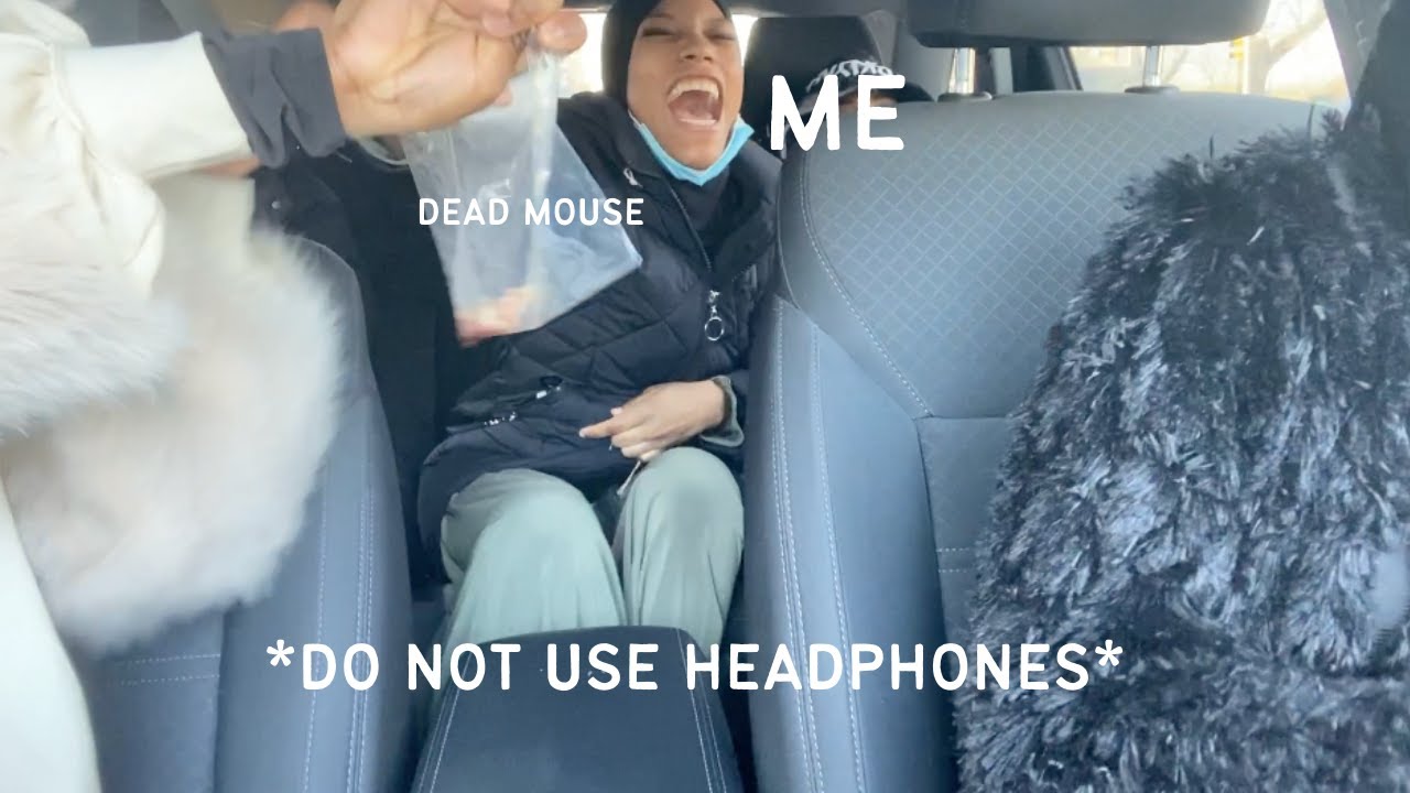 Dead mouse prank *funny*😭 - YouTube