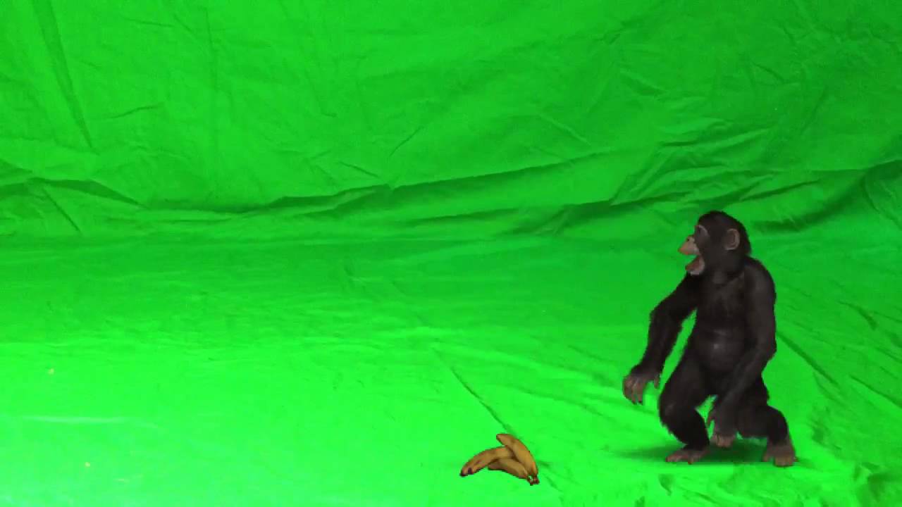 Angry Chimp- Green screen - YouTube