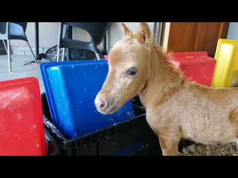 Warning! Heart warming and adorable baby horse ahead! The tiniest neigh you have ever heard!