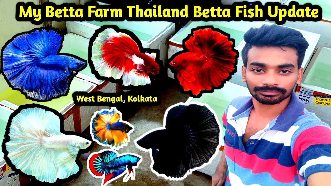Betta Fish Farm !! Thailand Betta Farm !! Betta Fish !! Betta Fish ...