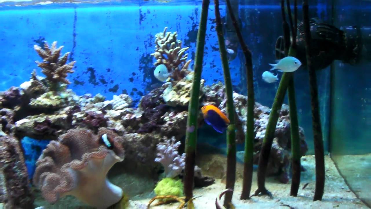Mangrove-Reef-Tank 2 - YouTube