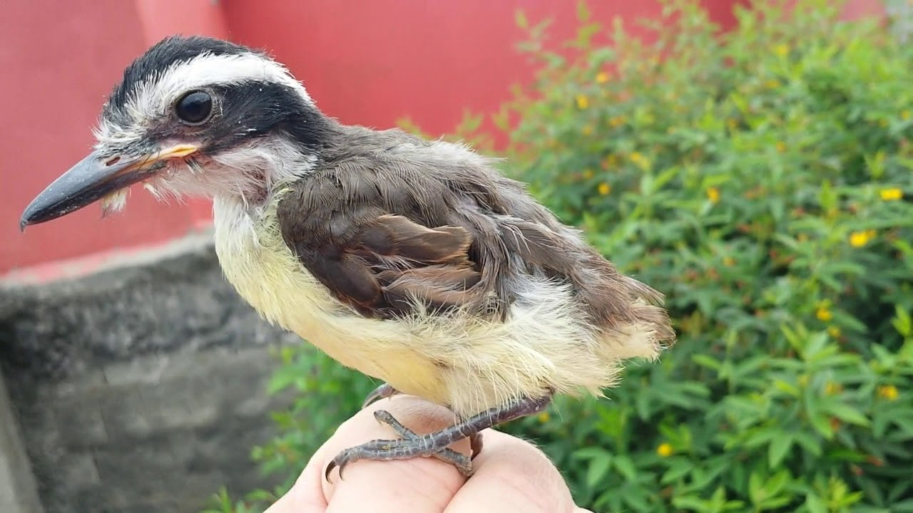 Filhote de Bem te vi agora com 28 dias após o resgate e se ...