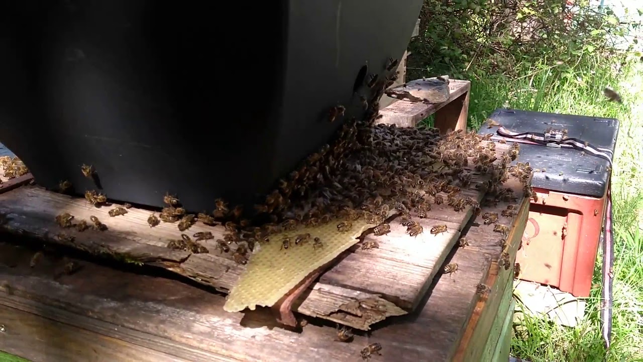 Swarm of bees moving into flowerpot - YouTube