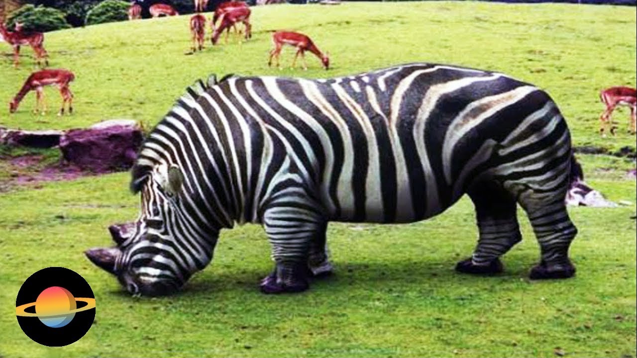 10 niesamowitych krzyżówek zwierząt, które istnieją naprawdę - YouTube