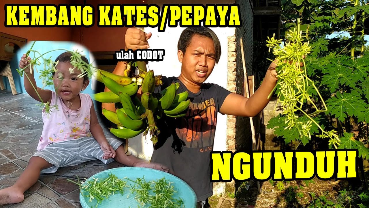 Ngunduh kembang kates gandul | pisang di makan CODOT | bajidot ...