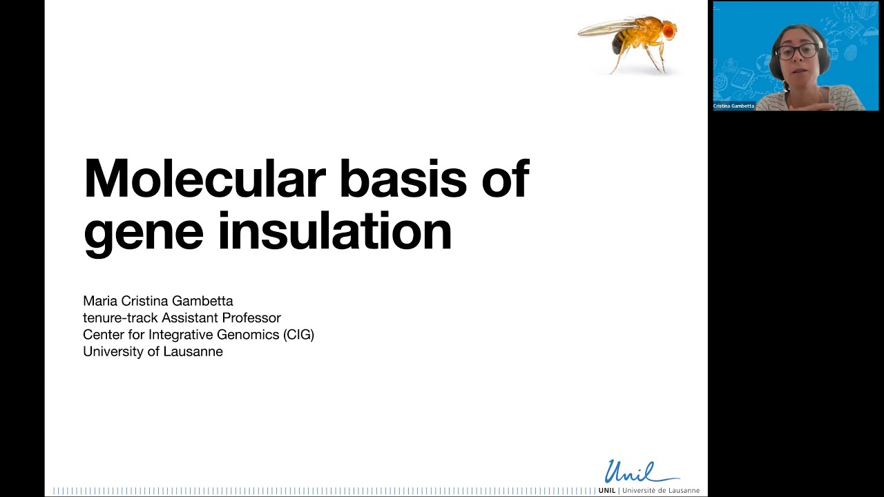 Maria Cristina Gambetta: Molecular basis of gene insulation - YouTube