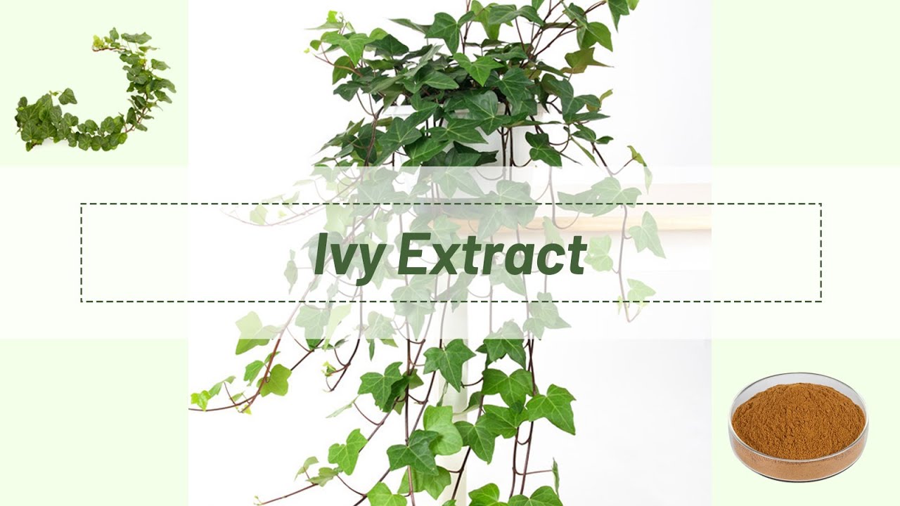 Manufacture Hedera Helix Ivy Extract Powder Hederagenin Chinese Ivy ...