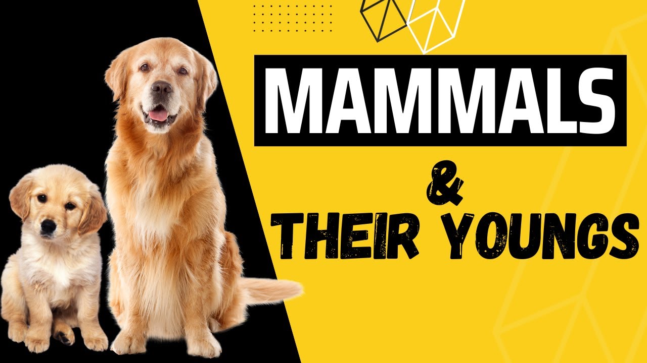 Exploring Mammals Characteristics and Their Adorable Offspring - YouTube