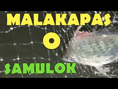 Isdang malakapas o samulok - YouTube