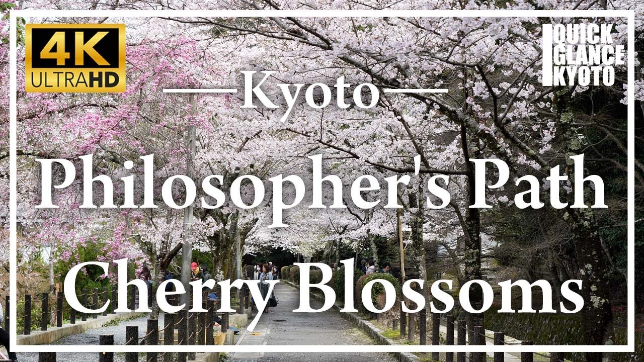 Someiyoshino cherry trees in full bloom beautifully decorate the ...