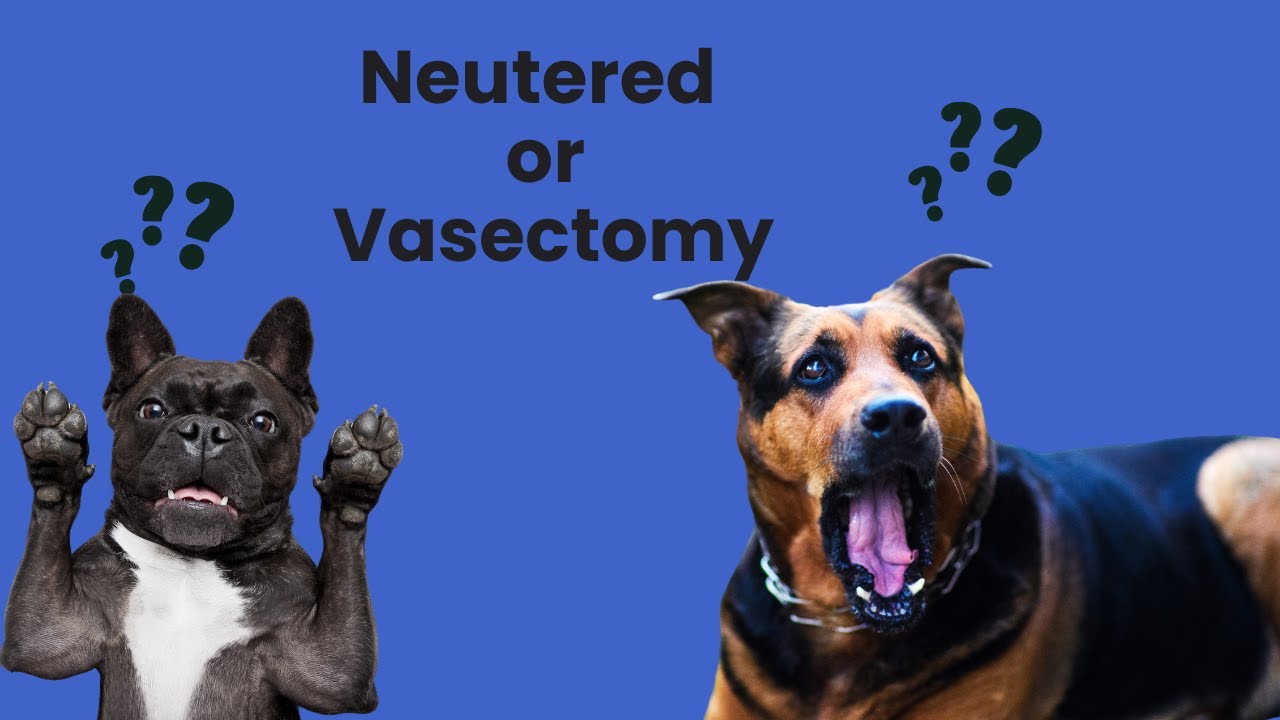 Neutering vs. Vasectomy: What’s Best for Your Dog? - YouTube
